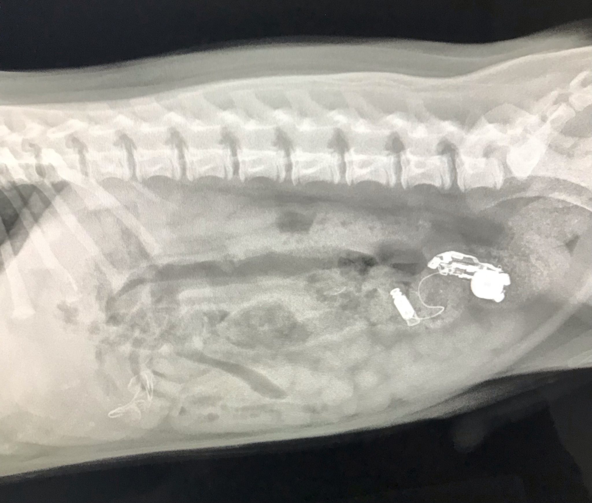 Dog Imaging In Dalton, GA | Dog Ultrasound | Dog X-Ray